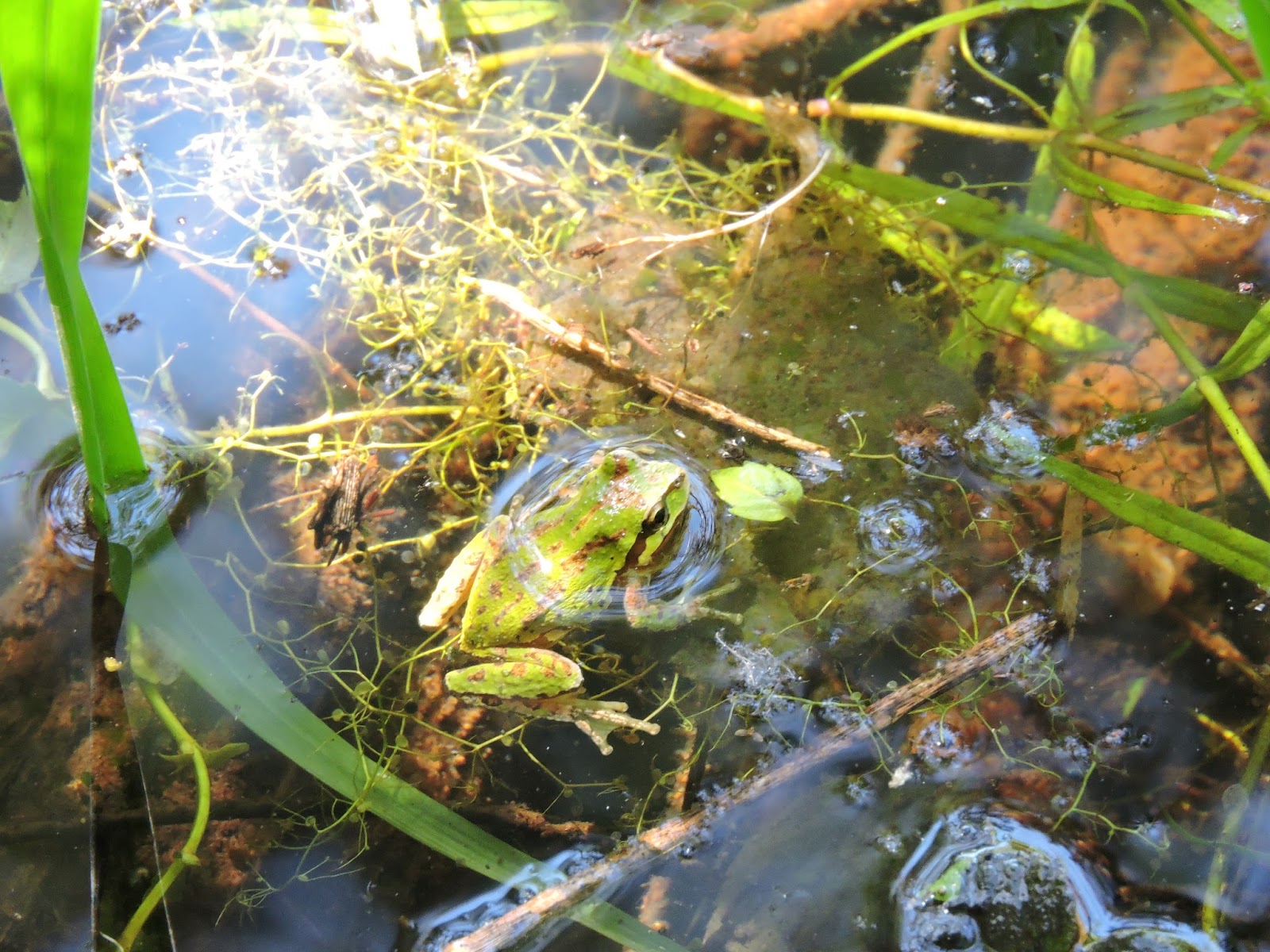 There could be amphibians in your neighborhood and they need your help