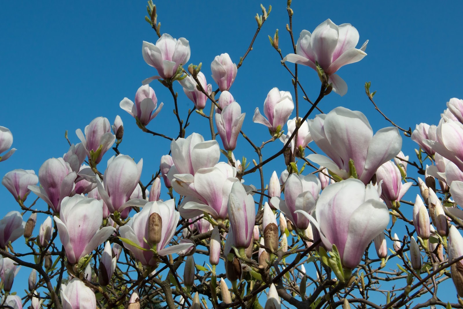 De Ontdekking van het Licht: Magnolia Blue