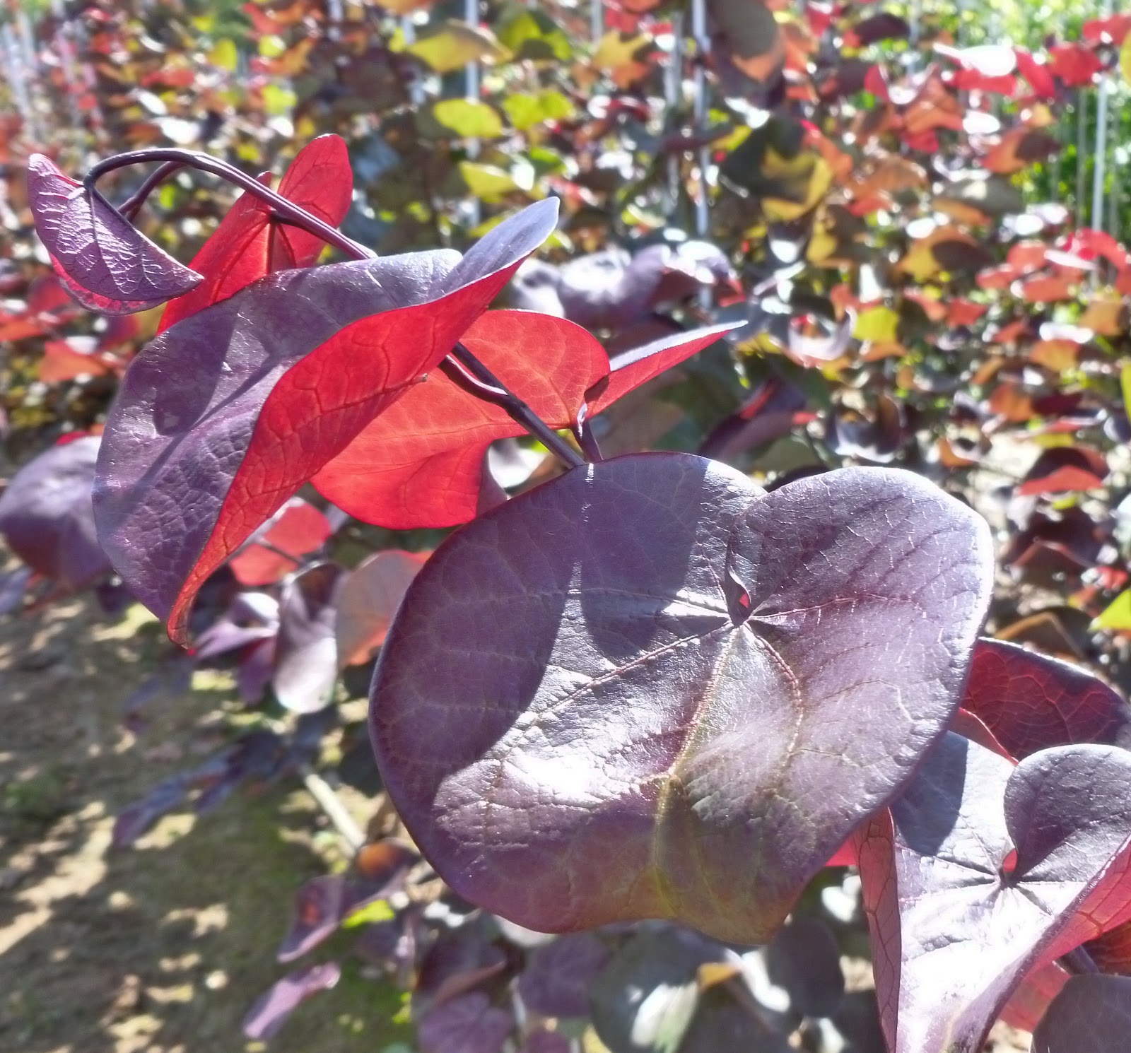 Garden Musings from Memphis Area Master Gardeners: Redbuds - Three ...