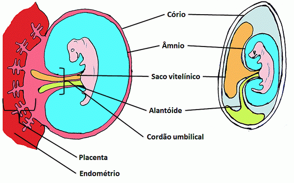 Resumos de Biologia: O desenvolvimento embrionário dos animais ...