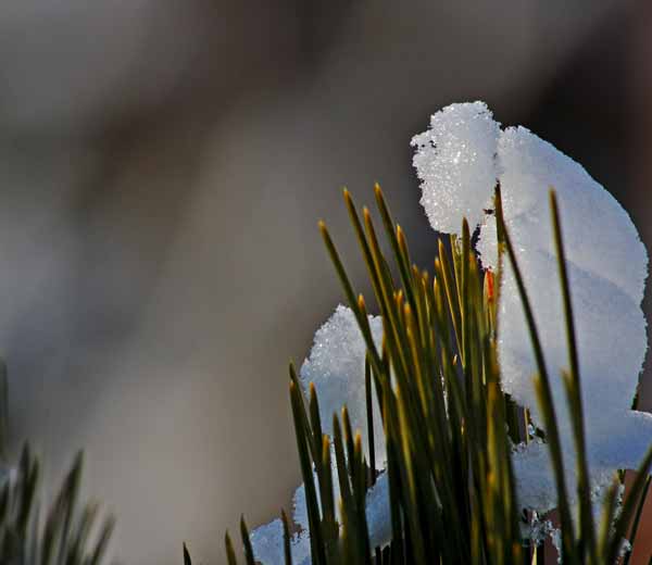 Pemikiran Abu Bakar Ibnu Zakariya Ar-Razi | PESANTREN BUDAYA NUSANTARA