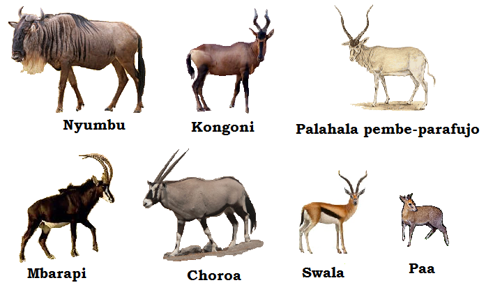 Swahili Land: Wanyama kama Swala (Antelopine animals)
