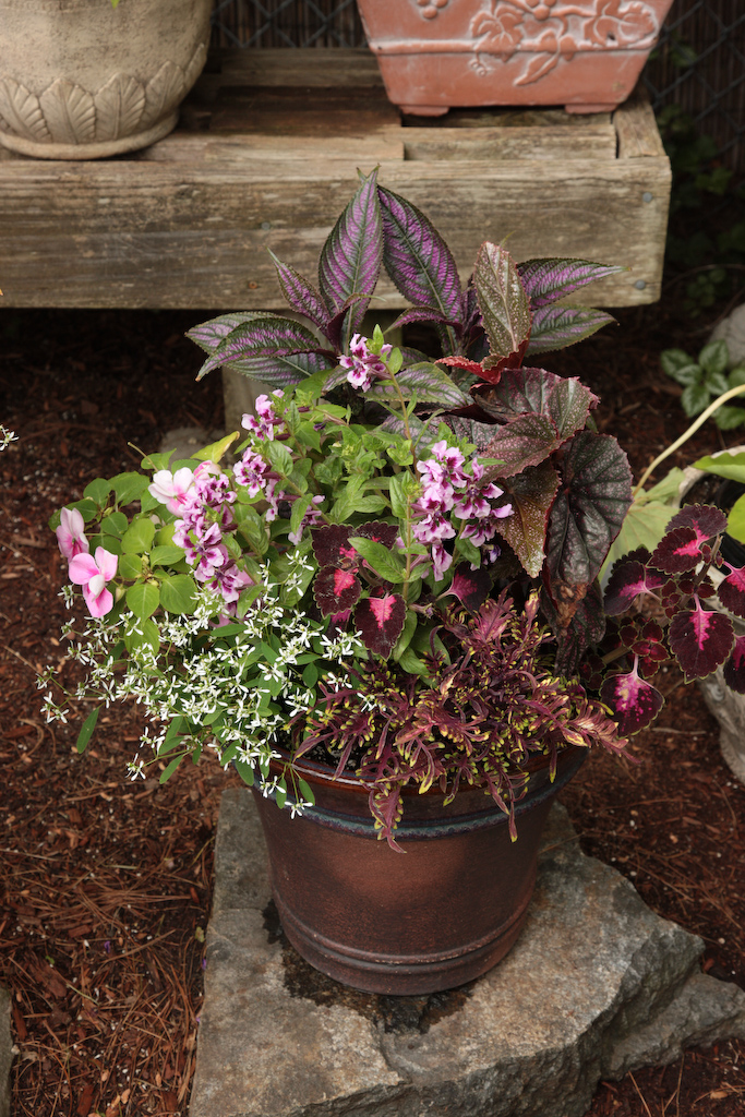 Fortnam Gardens: Crazy about Containers