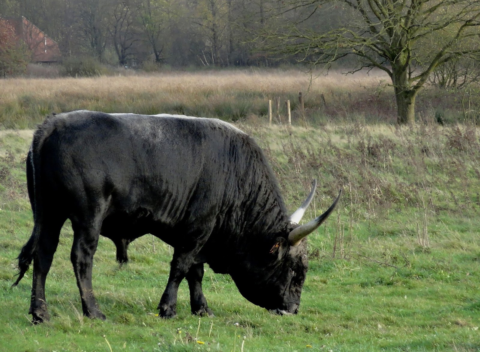 Weert en natuur: Taurossen weg uit Kempen~Broek