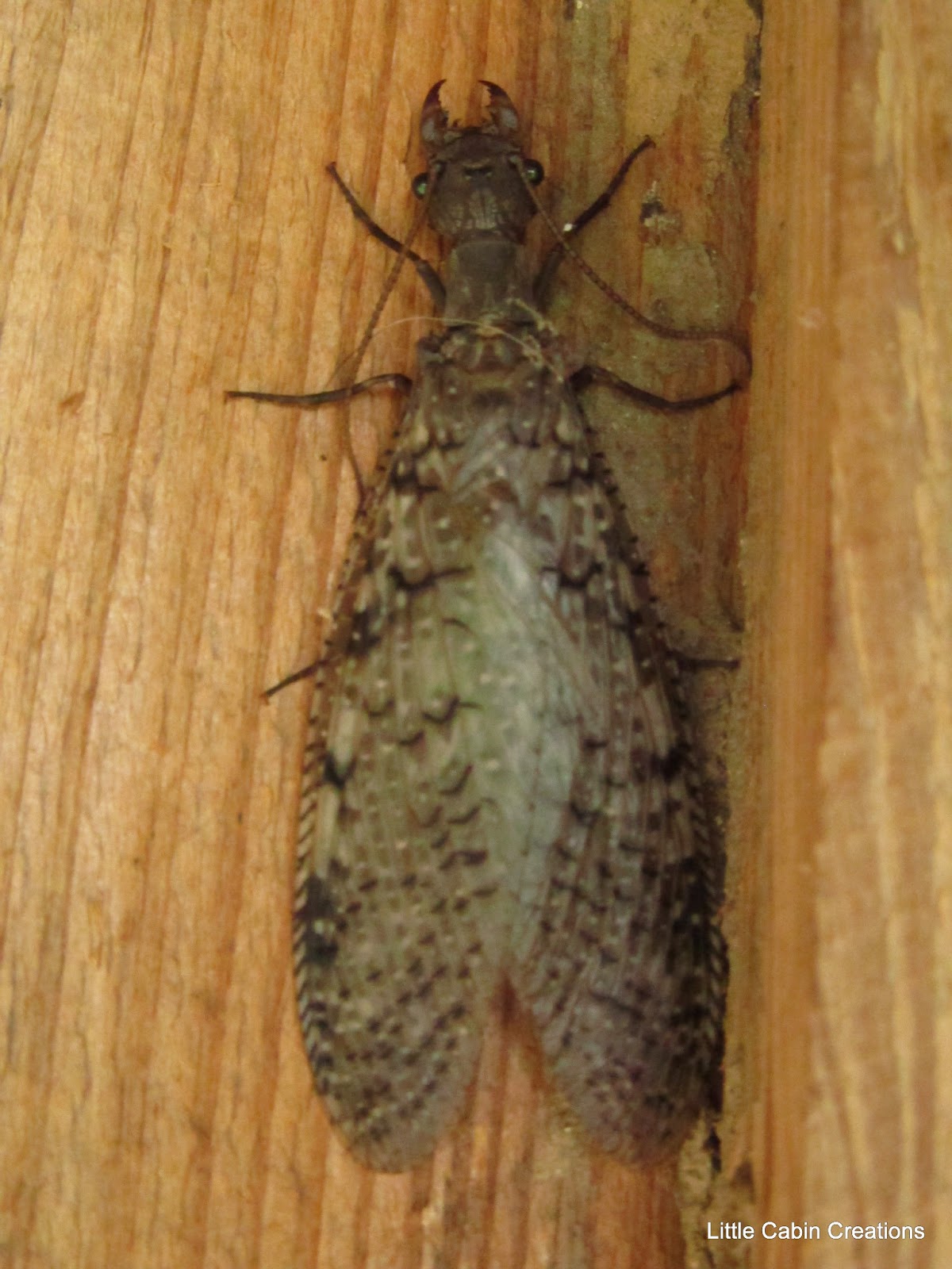 "MAKE DO DOLLS": Buzzards, Bugs & Other Ozark Creepy Critters