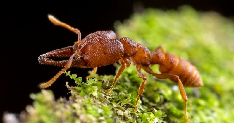 Semut Drakula, Hewan dengan pergerakan mulut tercepat didunia - Sains pedia