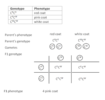 #132 Genetic diagrams | Biology Notes for A level