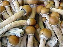 La drogadicción y sus consecuencias: Tipos de drogas: Hongos