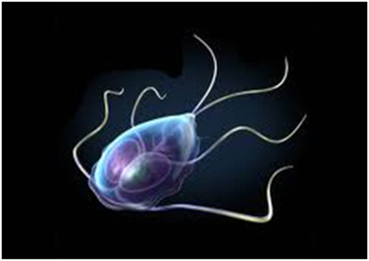 Quimica Técnica: PROTOZOÁRIOS