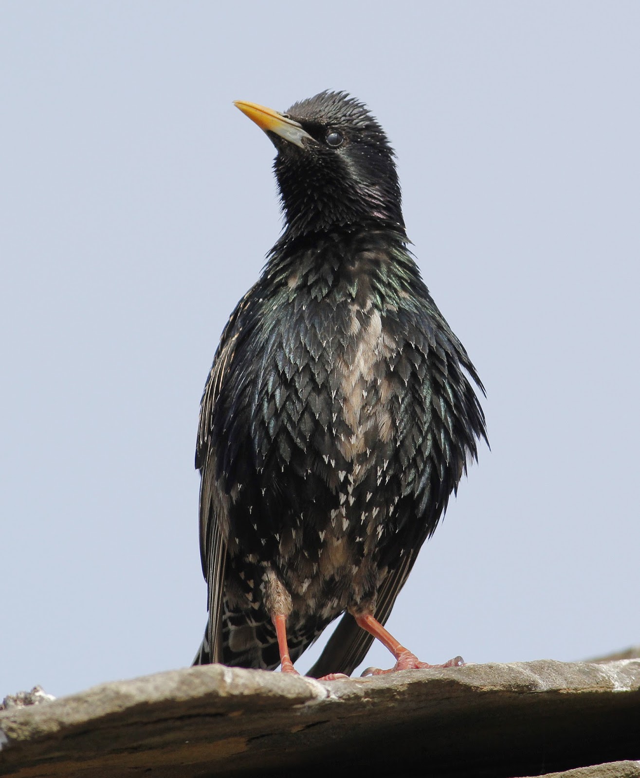 Another Bird Blog: A Close Call