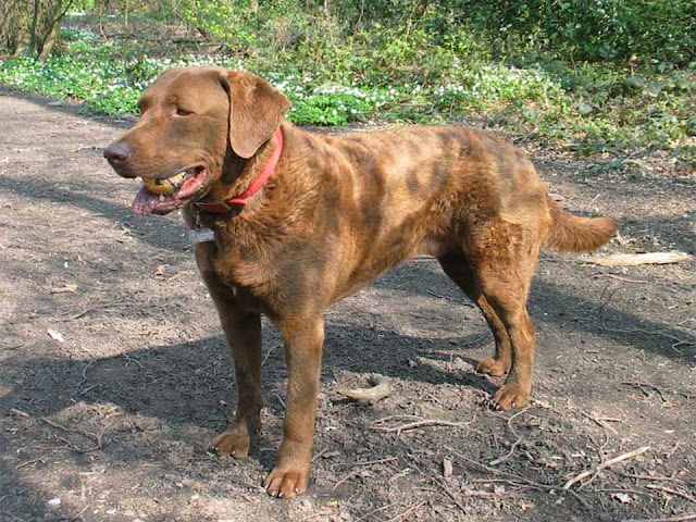 Chesapeake Bay Retriever is a Good Family Pet and Hunting Companion ...