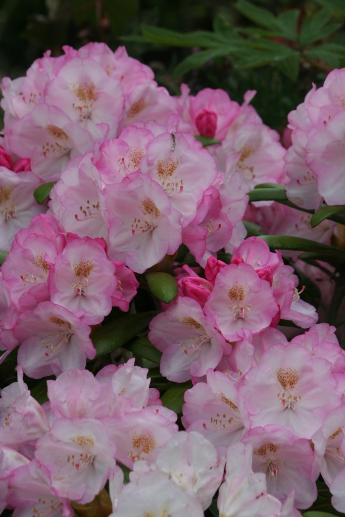 Our Garden Journal: Rhododendron "Pink Pearl"