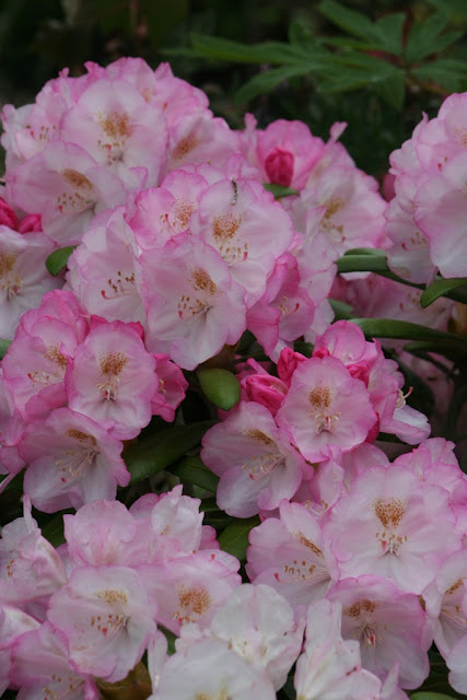 Our Garden Journal: Rhododendron "Pink Pearl"
