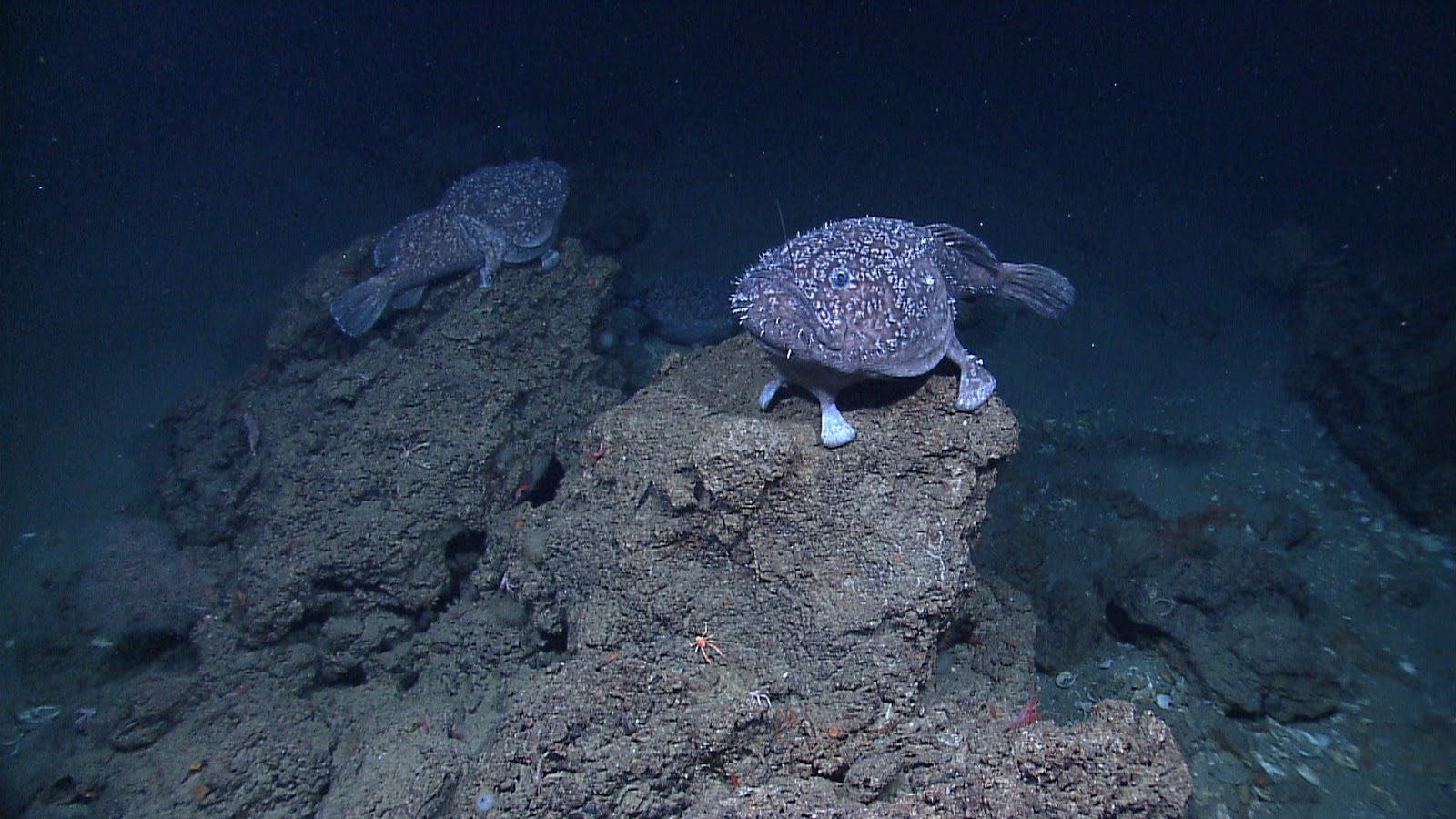 Real Monstrosities: Deep Sea Goosefish