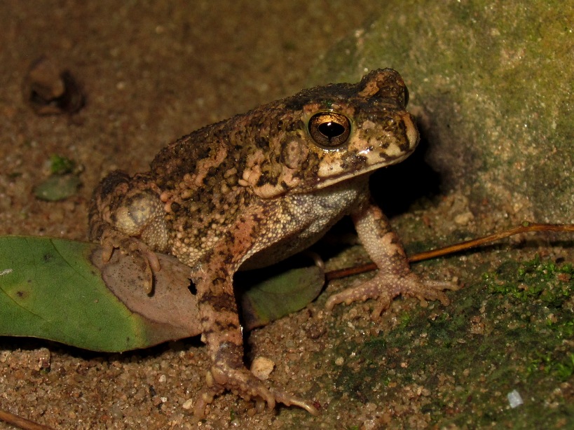 Viajes naturalistas y otras hierbas: Ghana 14 (2017) Fauna observada ...