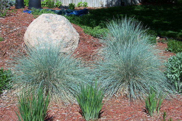 Denver Landscape Plants: Blue Oat Grass-Avena Grass / Helicotrichon ...
