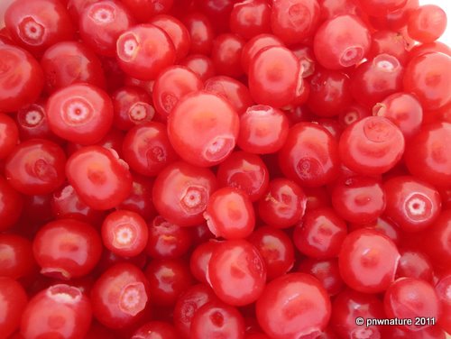 Red Huckleberry Muffins