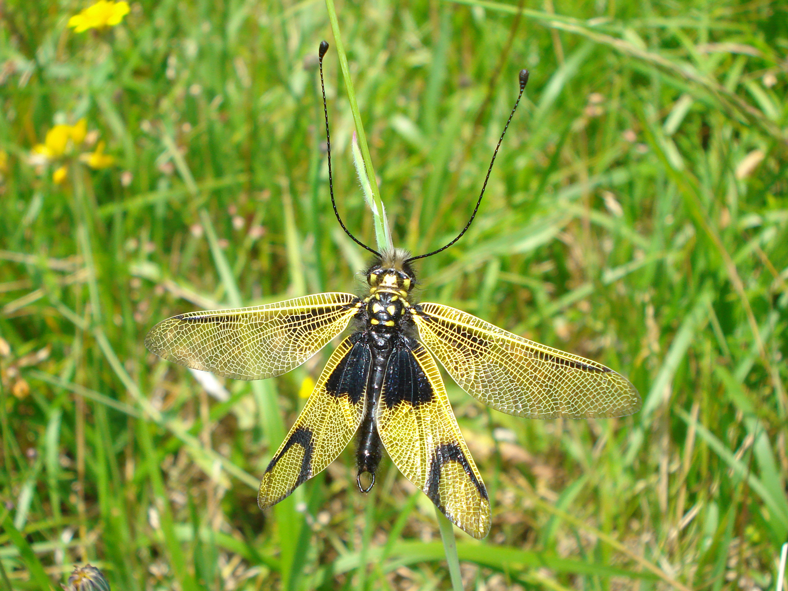 CON DA MARTA: Ascalaphidae