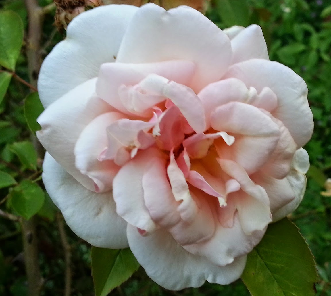 Weeding on the Wild Side: Continuous Bloom, Roses, Clematis, June 2, 2014