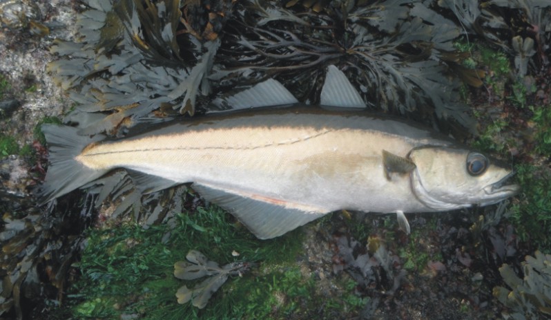 South Coast Bass by RockHunter: Nothing but pollock - 2nd October 2011