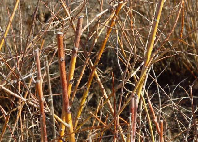 Nature Abhors a Garden: Willow Prayer Sticks