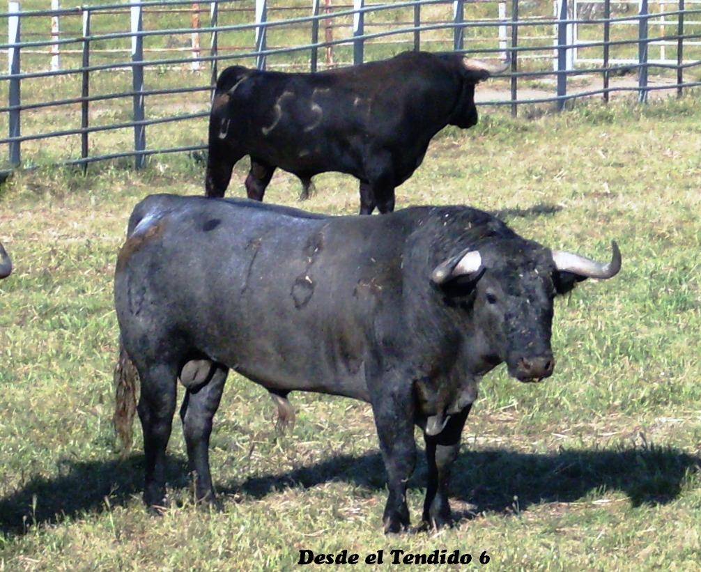 DESDE EL TENDIDO 6: VICTORINOS PARA SEVILLA