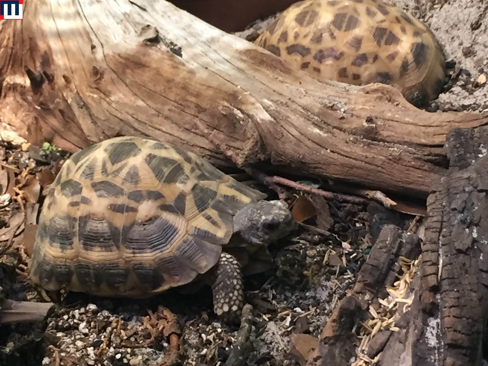 MidwestInfoGuide: St. Louis Zoo