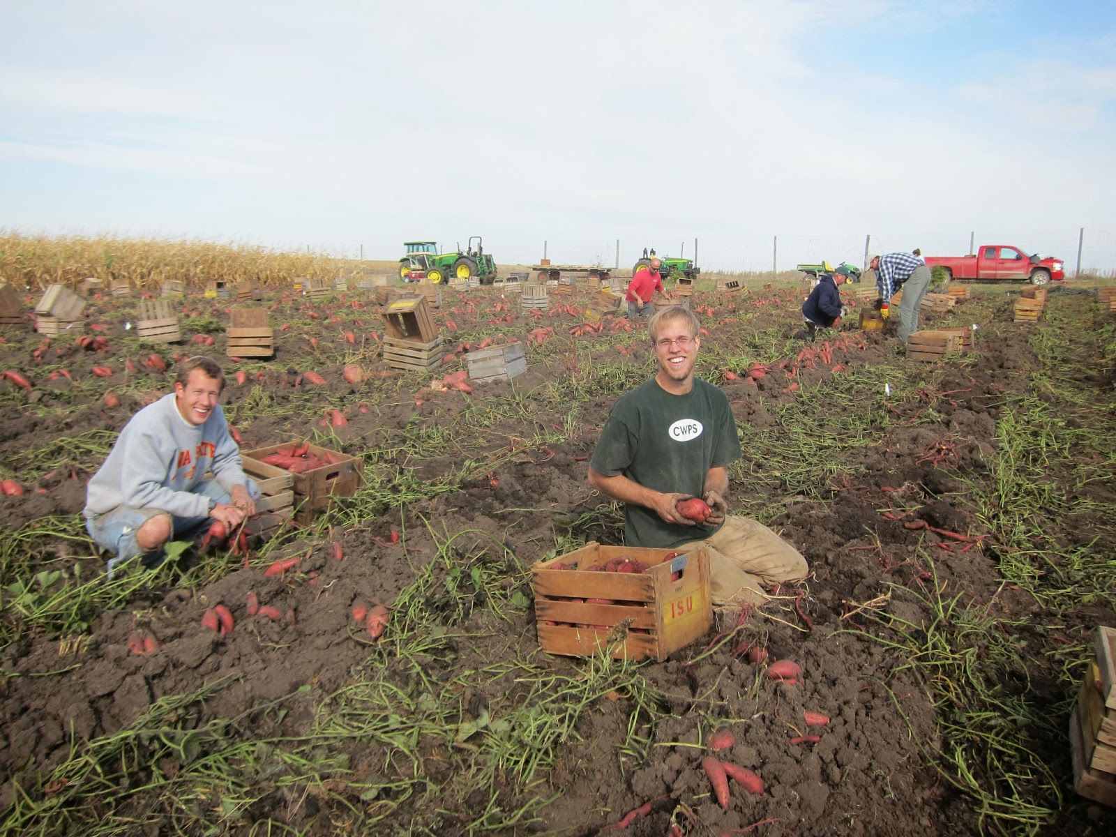 IowaVegetables: Sweet potato harvest