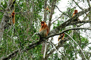 ASAL MUASAL MONYET BEKANTAN (NASALIS LARVATUS) | SENI - BUDAYA INDONESIA