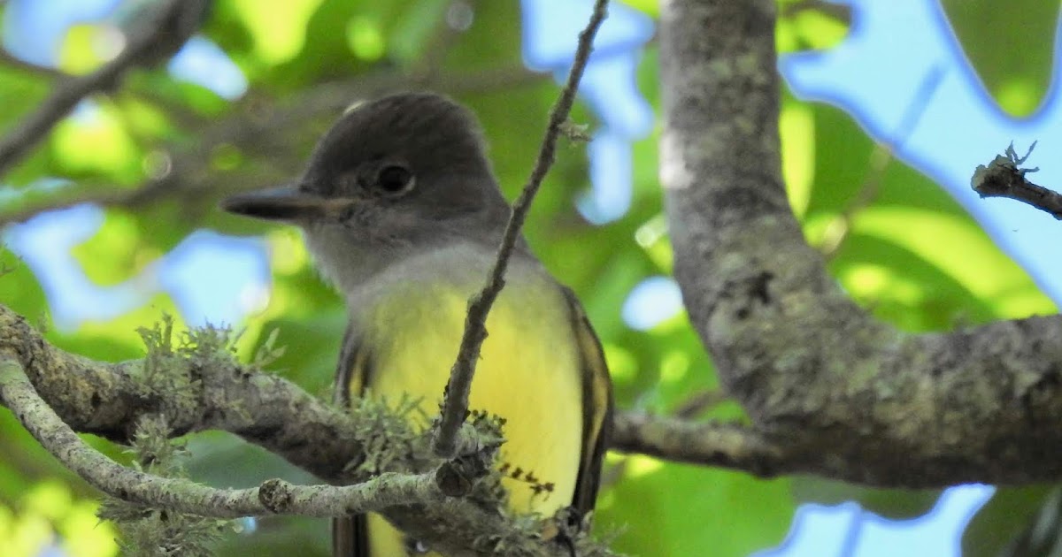 Wildewood Wonders: Great Crested Flycatcher and an Eastern Phoebe. Both ...