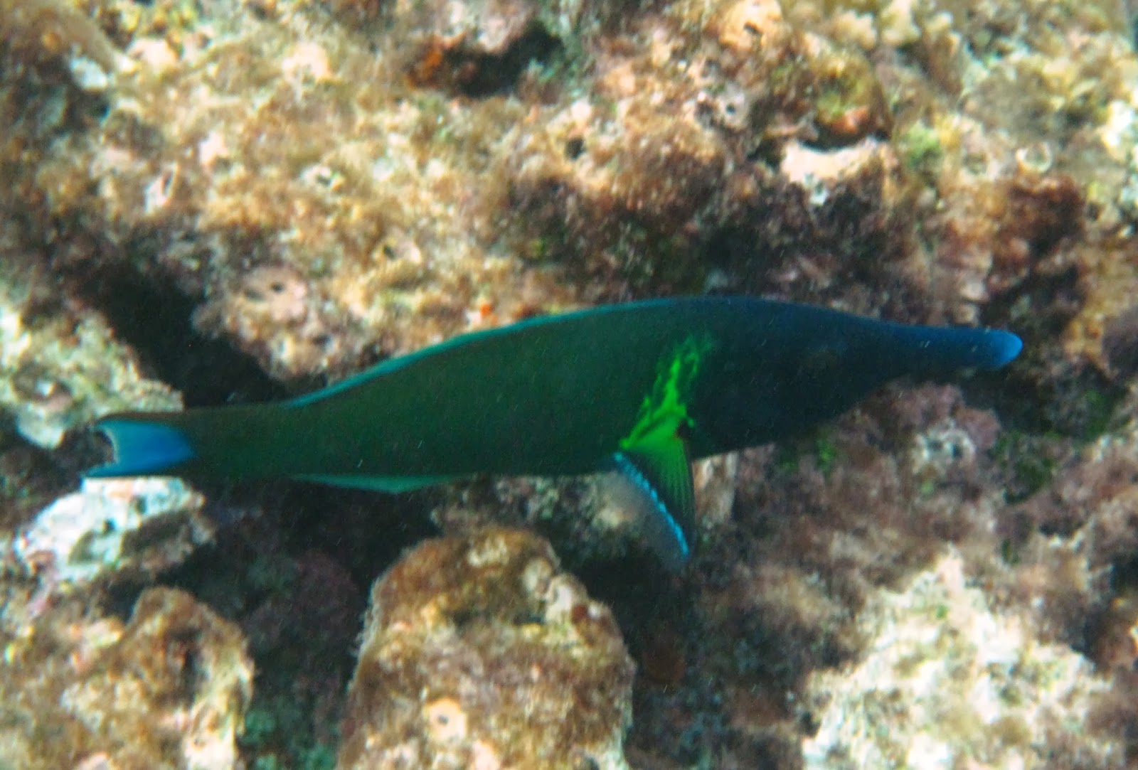 sunshinecoastbirds: Lady Elliot Island Part III - Turtles & Snorkelling