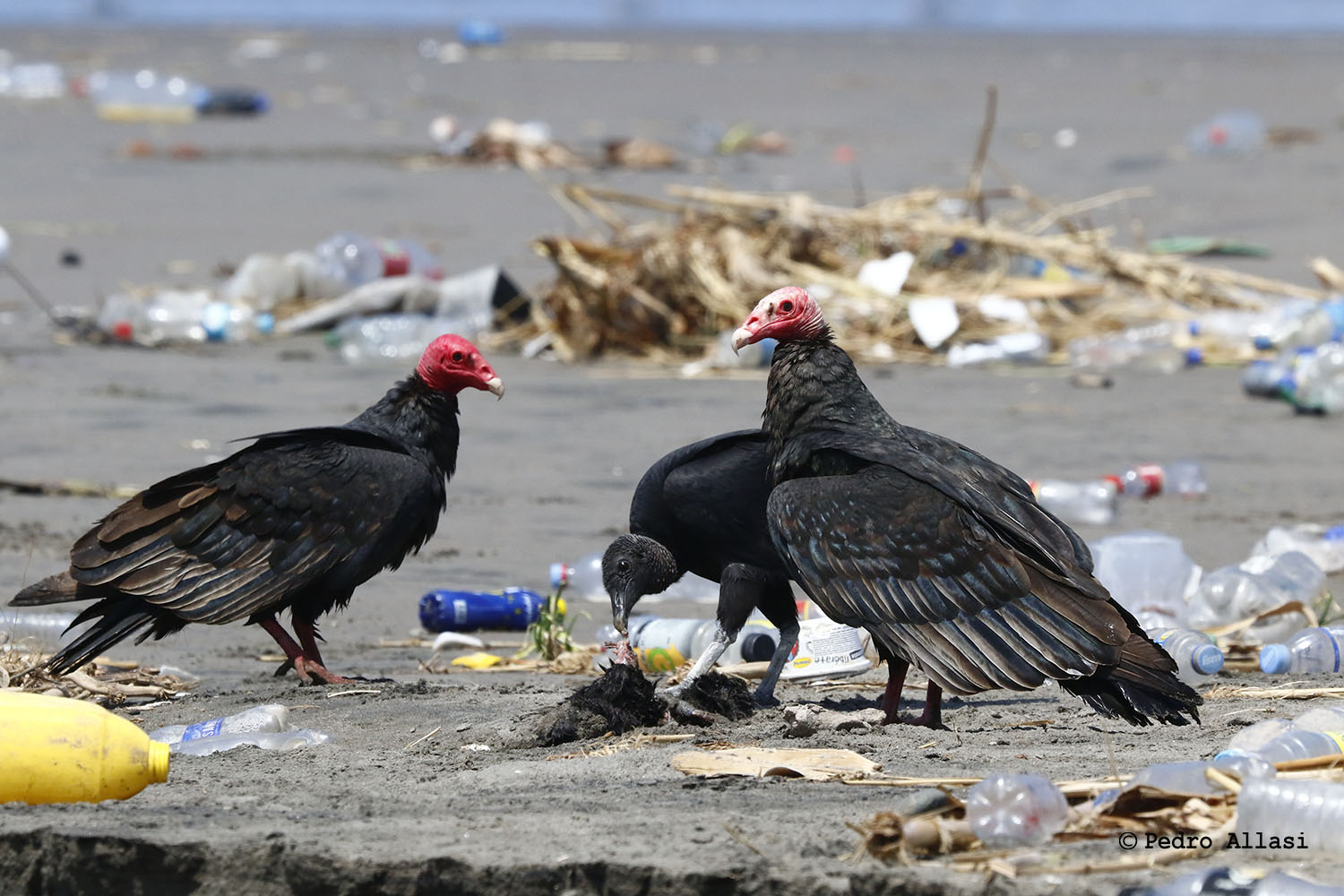AVES DE AREQUIPA , Pedro Allasi: Gallinazo de cabeza negra, en Camaná
