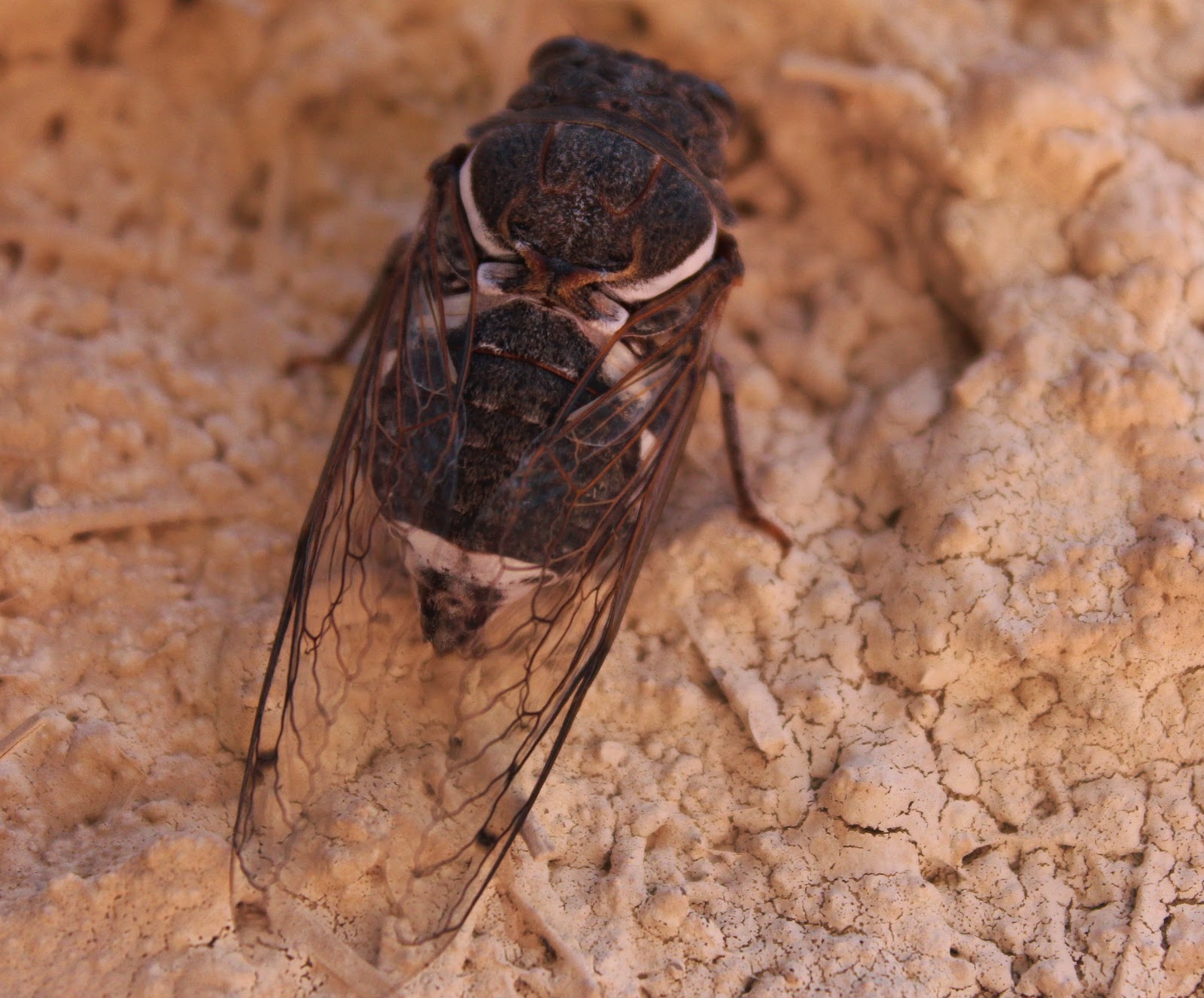 Las Aventuras: Alien Bugs