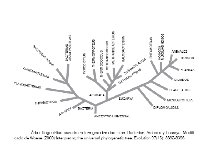 Biología : ARBOLES FILOGENÉTICOS