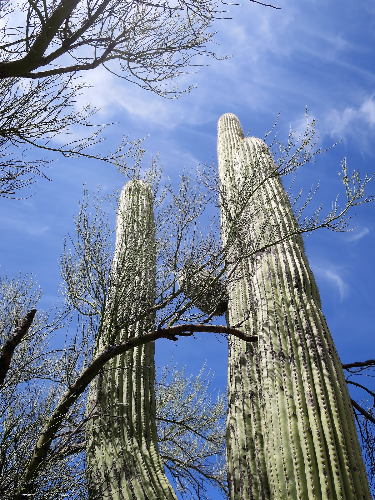 Living Rootless: Tucson, AZ: The List