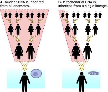 DECODINGHINDUISM.COM: DECODING INDIAN GENES, MIGRATING AND MIGRATING.