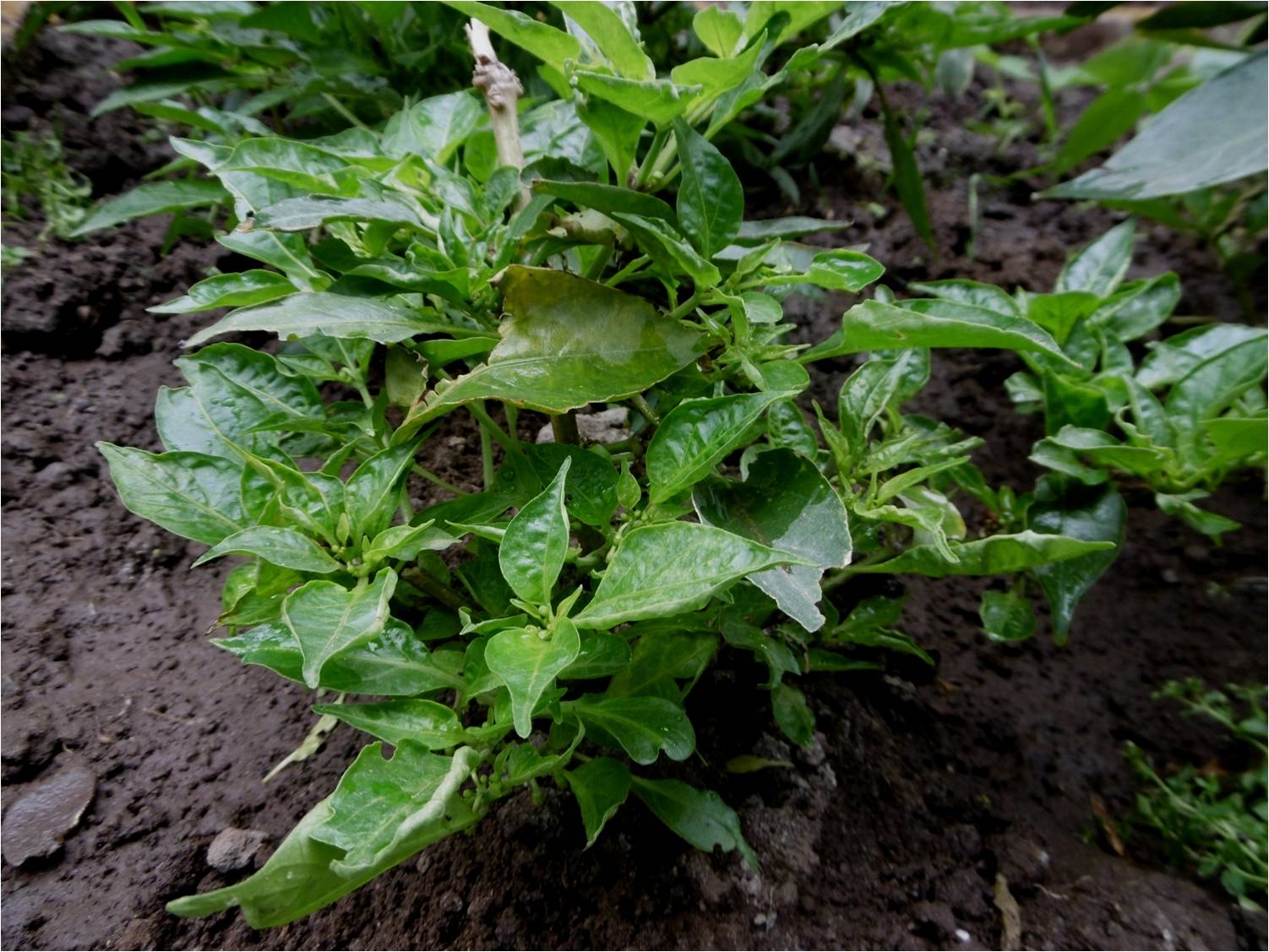 ALTERNATIVA ECOLÓGICA: CUANDO LOS AJÍES REBROTAN: COMO OBTENER UNA ...