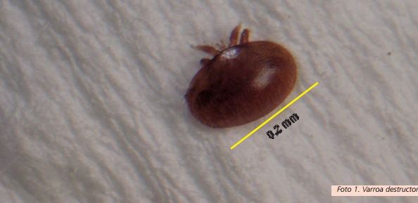 La Familia de la Apicultura - The Beekeeping Family: CHILE: Control ...