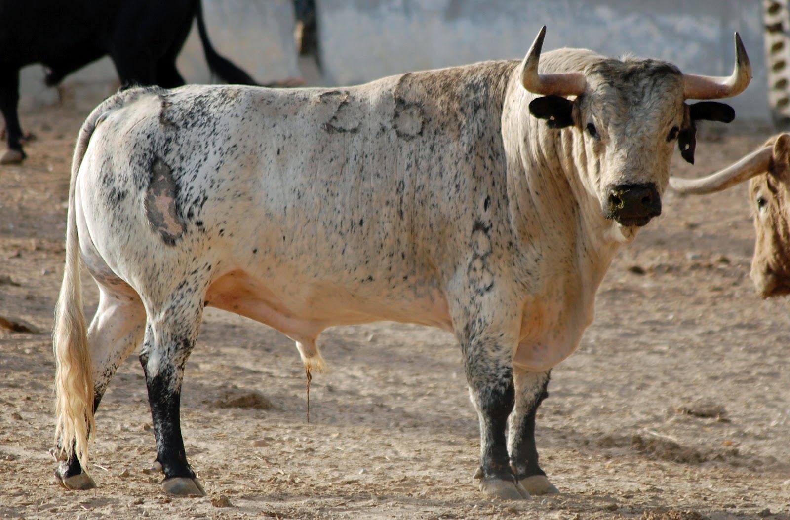 Toros con verdad: Pintas