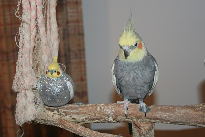 Shroomies Blog: Fat Fat Cockatiel