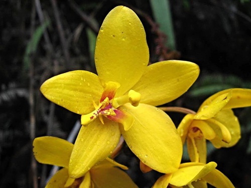 19 Jenis Bunga Anggrek yang Ada di Indonesia - Toko Bunga di Lamongan ...