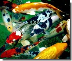 Coloration and Patterns of a Koi Fish