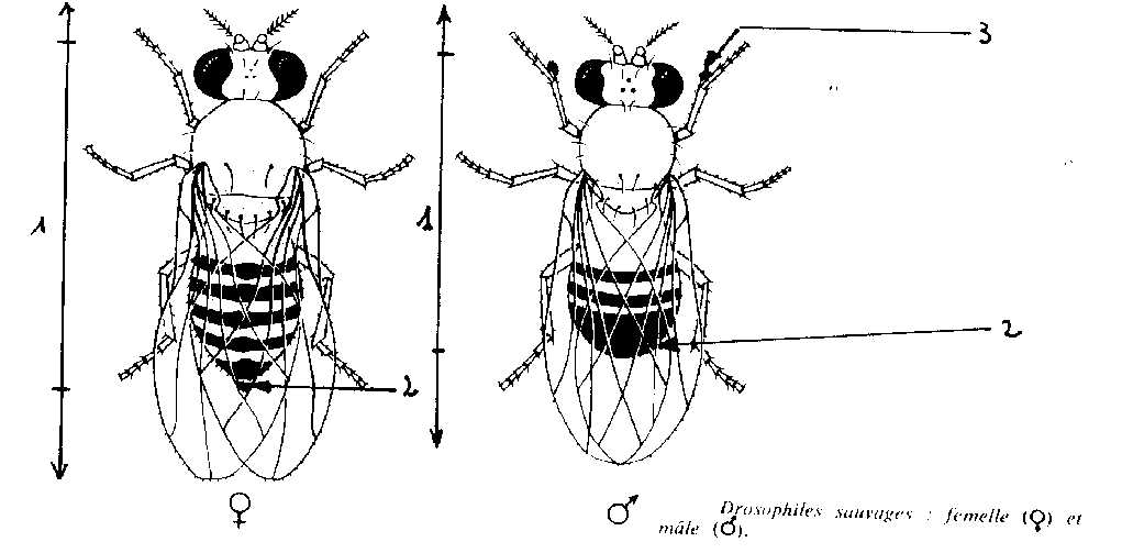 Science Club: Expérience sur La Drosophile
