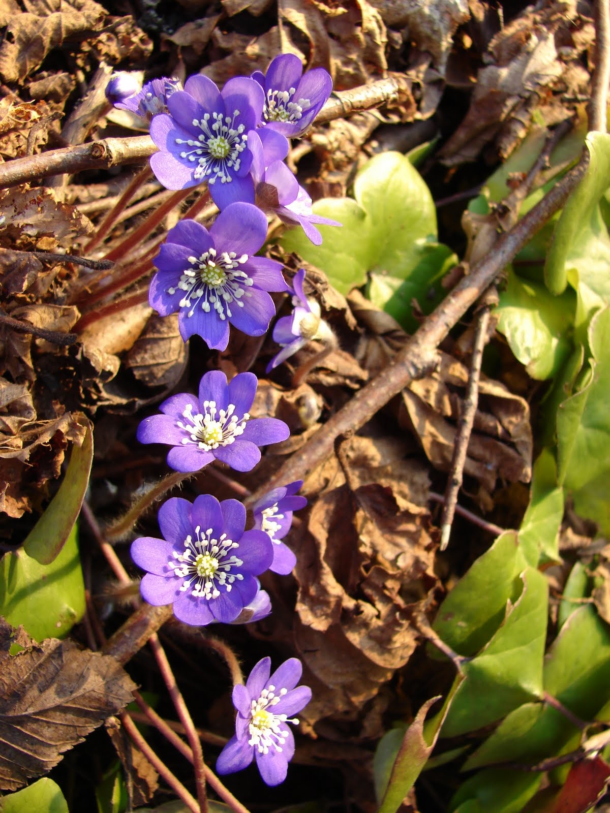 ARE LOODUSRING: TERE KEVAD tegevused