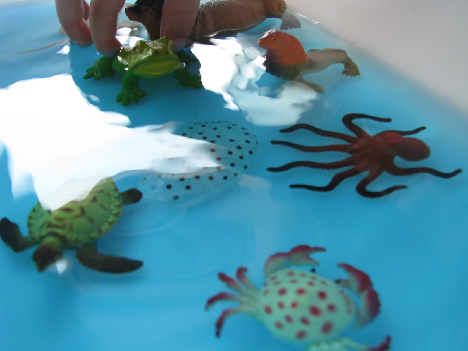 Tierra, Agua, Aire y Animales