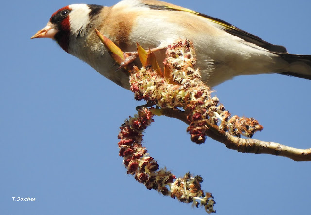 PASARI DIN ROMANIA: STICLETE, Carduelis carduelis
