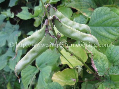 Rice and Curry Seim (Hyacinth Bean) | Simply Trini Cooking