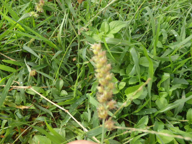 CAILLO ,CADILLO O ABROJO