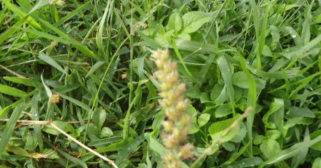 CAILLO ,CADILLO O ABROJO