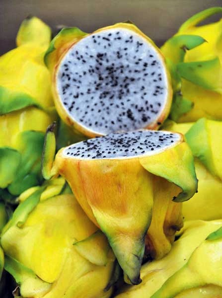 Mengenal Buah Naga Kuning - BUDIDAYAKU